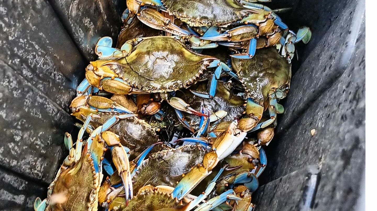 Lago Patria Granchio blu: corsa inarrestabile. E' invasione - Napoli ZON